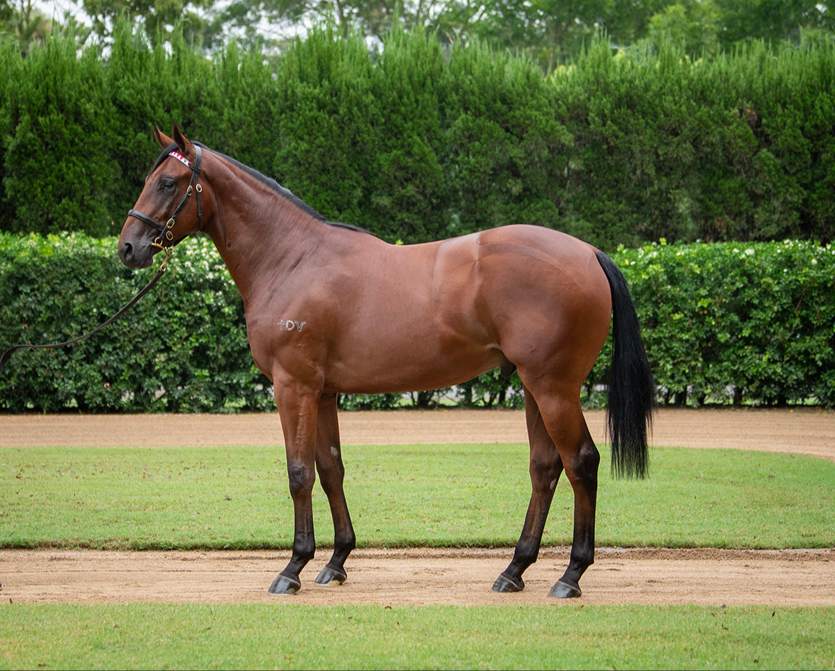 Current Sales | Torryburn Stud
