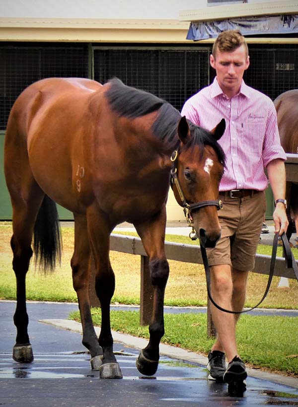 Team Profiles | Torryburn Stud